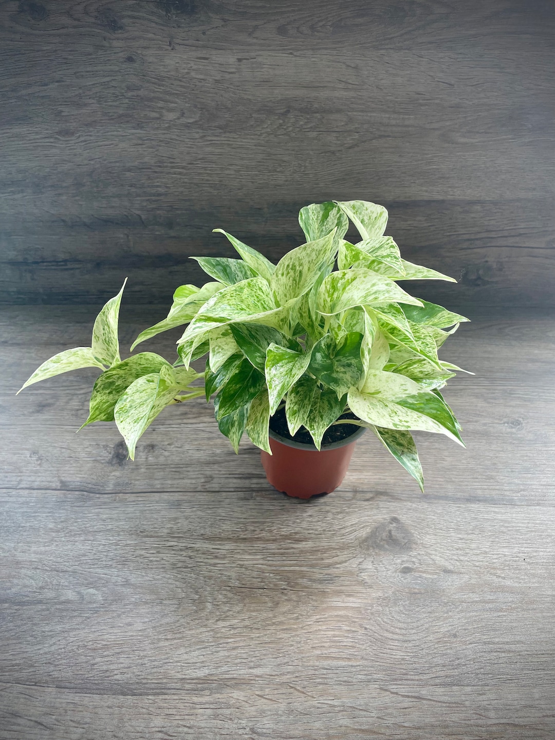 Marble Queen Pothos Plant in a 4 Pot Epipremnum Aureum Variegated ...