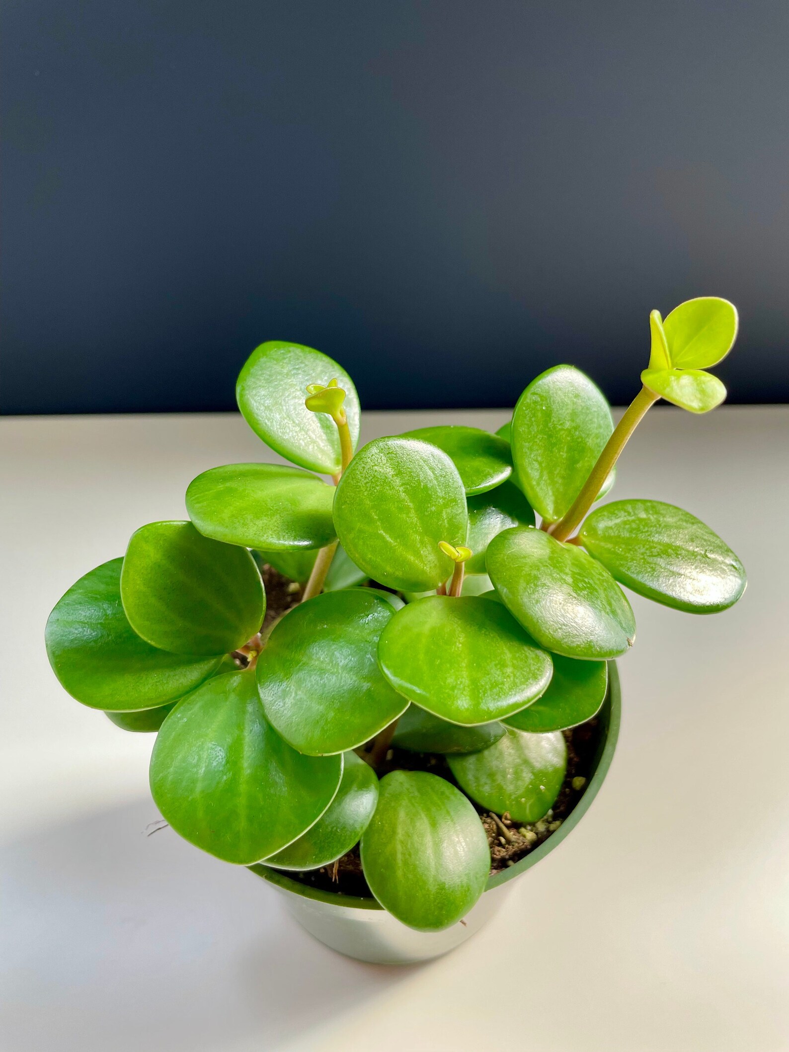 Peperomia Hope Plant in a 4 Pot Live Indoor Houseplant Trailing Jade ...