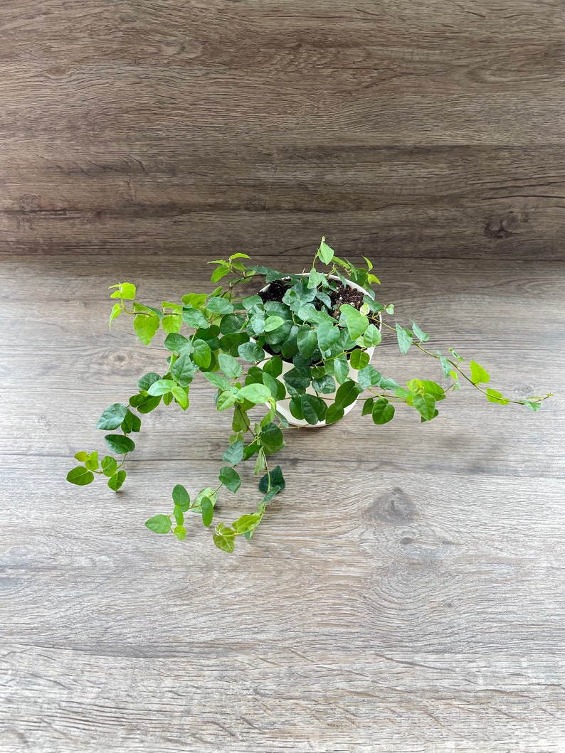 Ficus Repens Plant in a 4 Pot Creeping Fig Climbing - Etsy