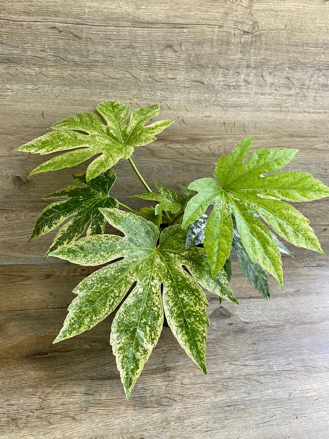 Fatsia Japonica in a 6" Pot - Japanese Aralia - Spider's Web Plant ...