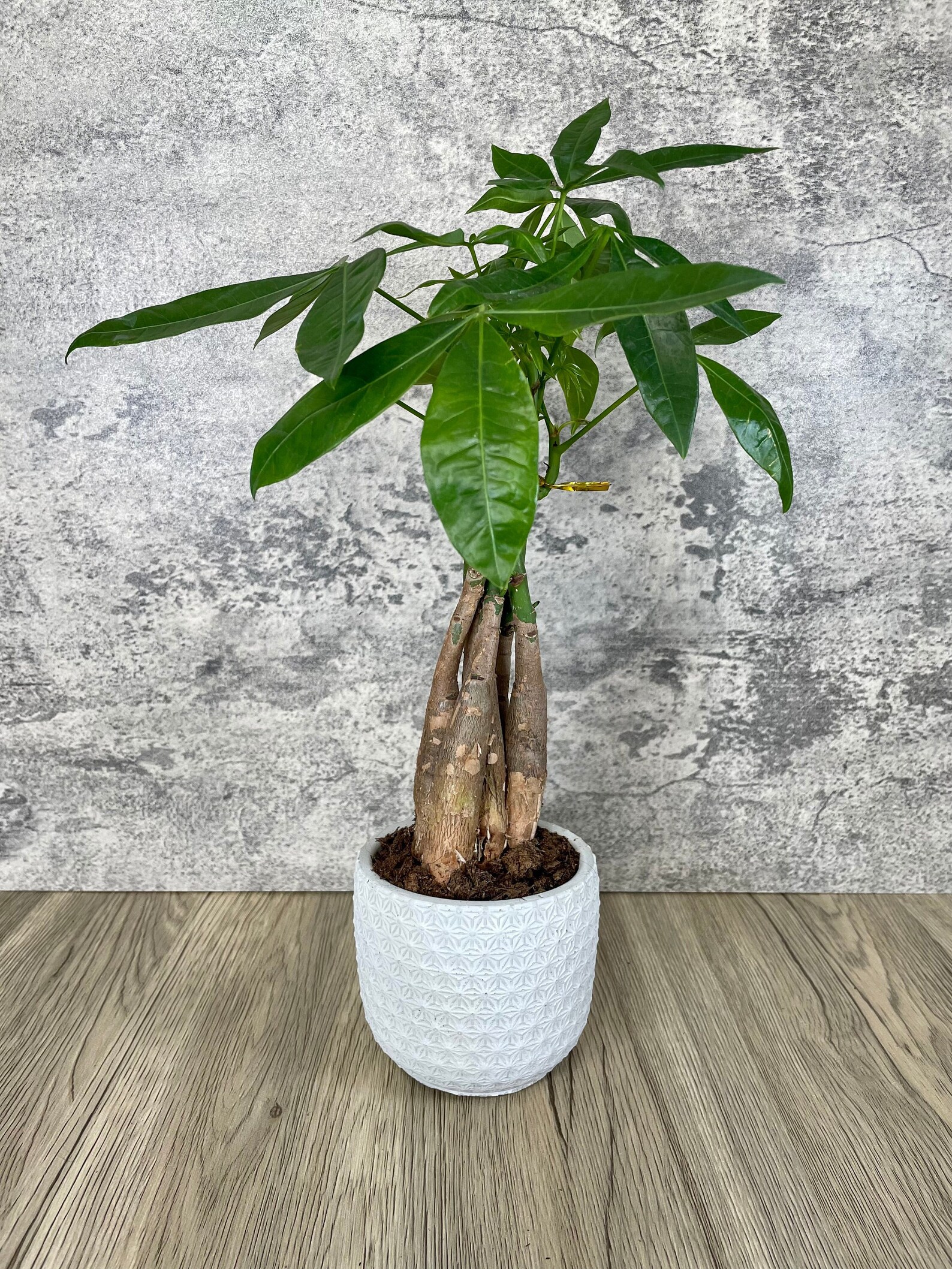 Money Tree in a 4 Pot Pachira Aquatica Bonsai - Etsy