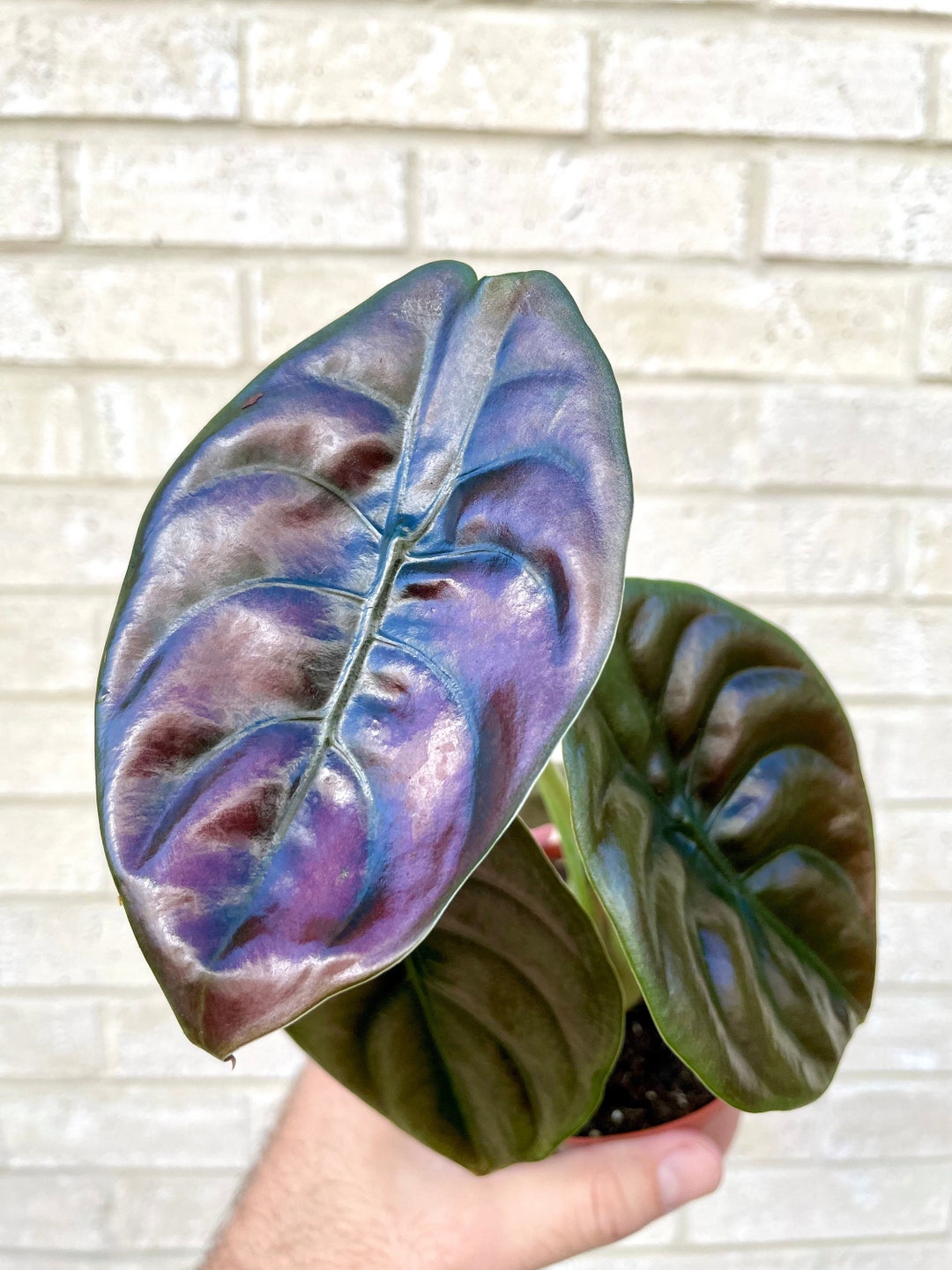 Alocasia Cuprea Red Secret Plant in a 4" Pot - Live Indoor Houseplant ...