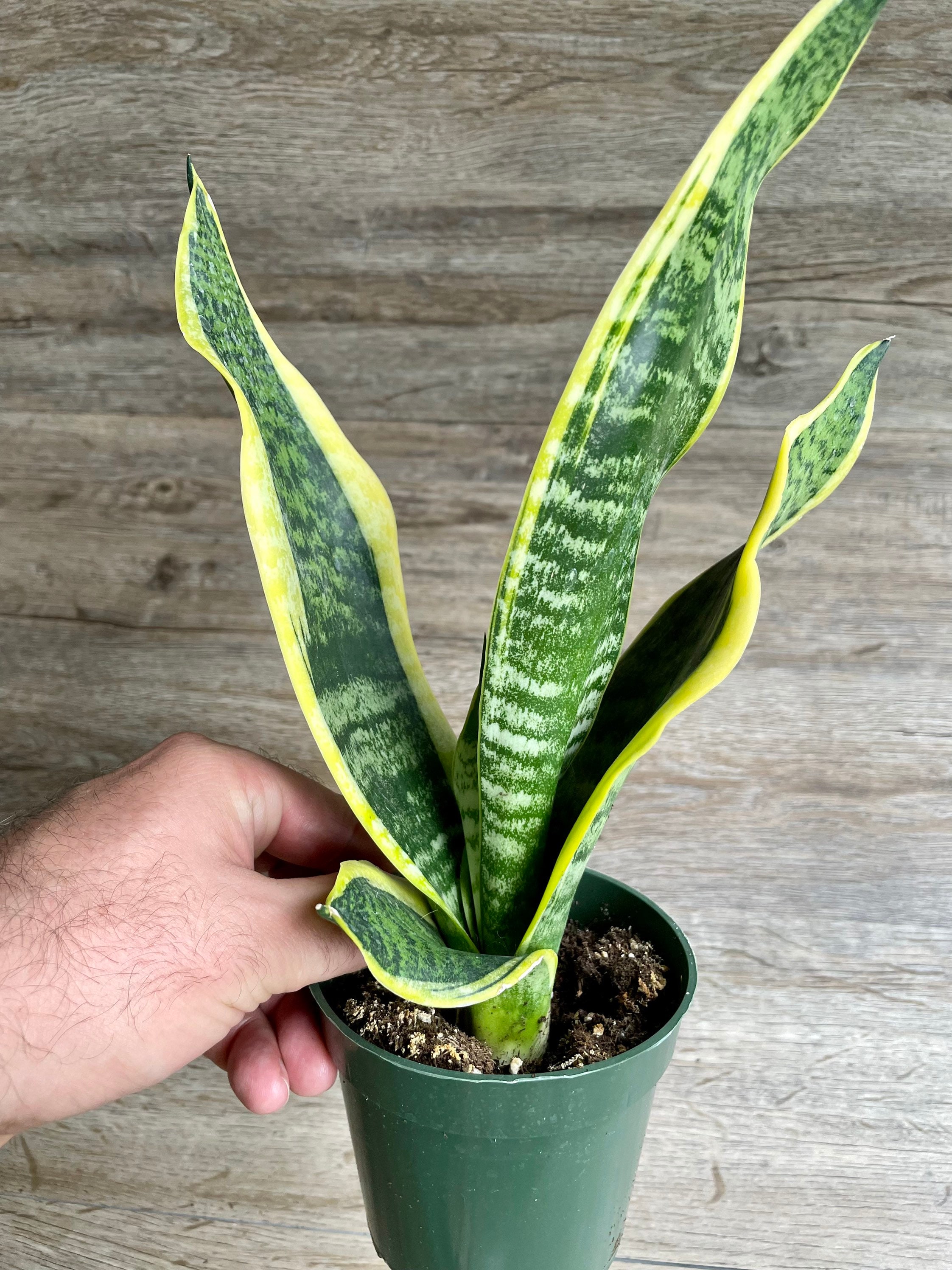 Live Dracaena Trifasciata In A 4 Pot Snake Plant Etsy