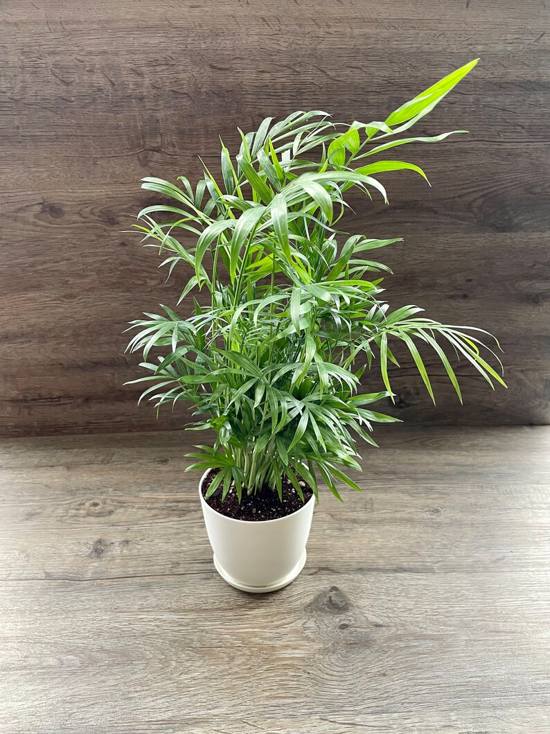 Neanthe Bella Palm Plant in a 4 Pot Parlor Palm Live - Etsy