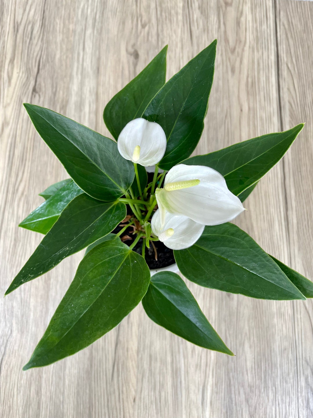 Anthurium White Plant in a 4 Pot Exceptional Quality Houseplant ...