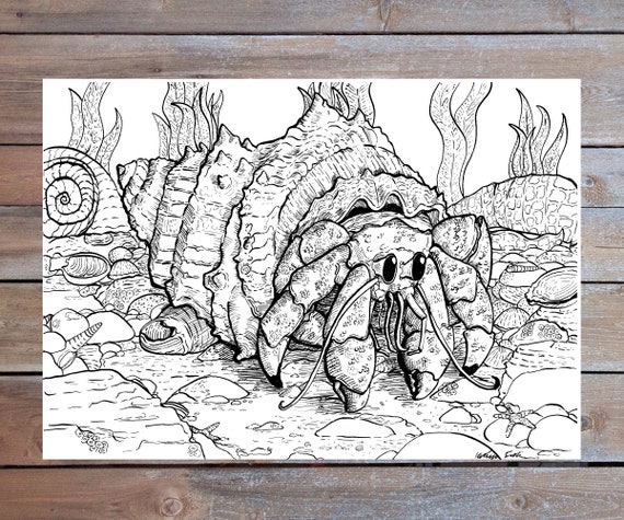 Hermit Crab Coloring Page