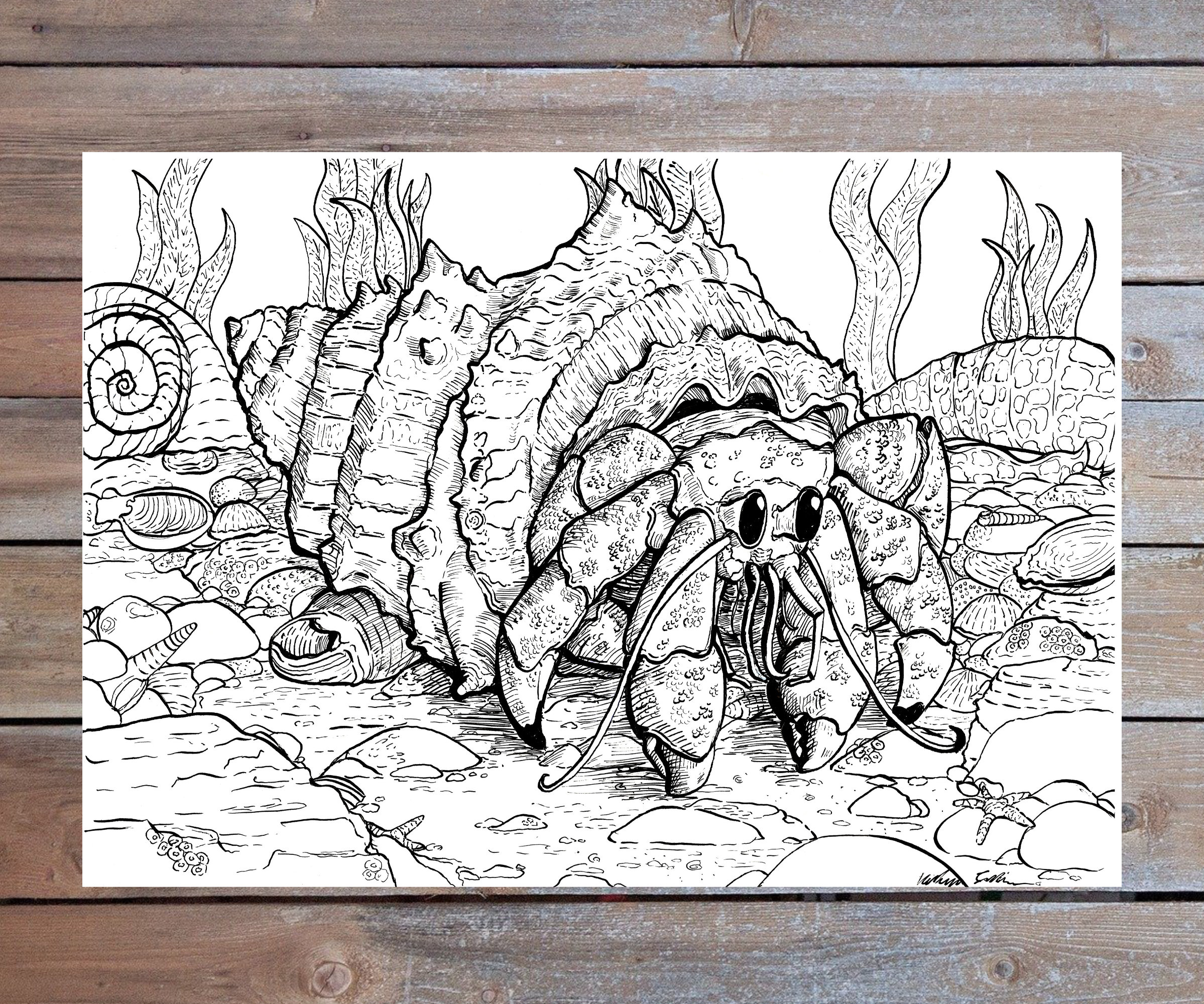 Hermit Crab Coloring Pages