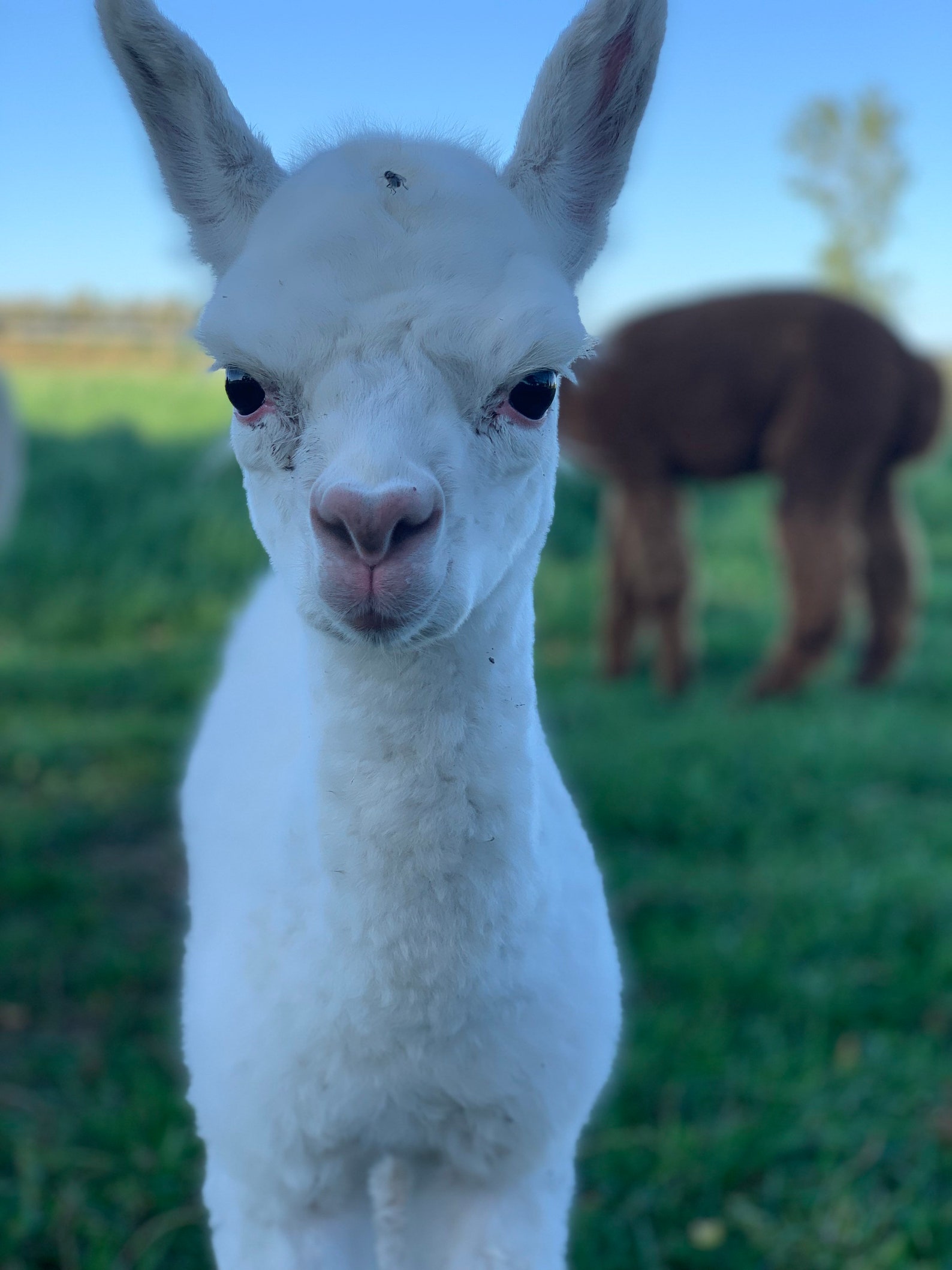 100% Alpaca Roving / White / All Natural / Product of the USA / Alpacas ...