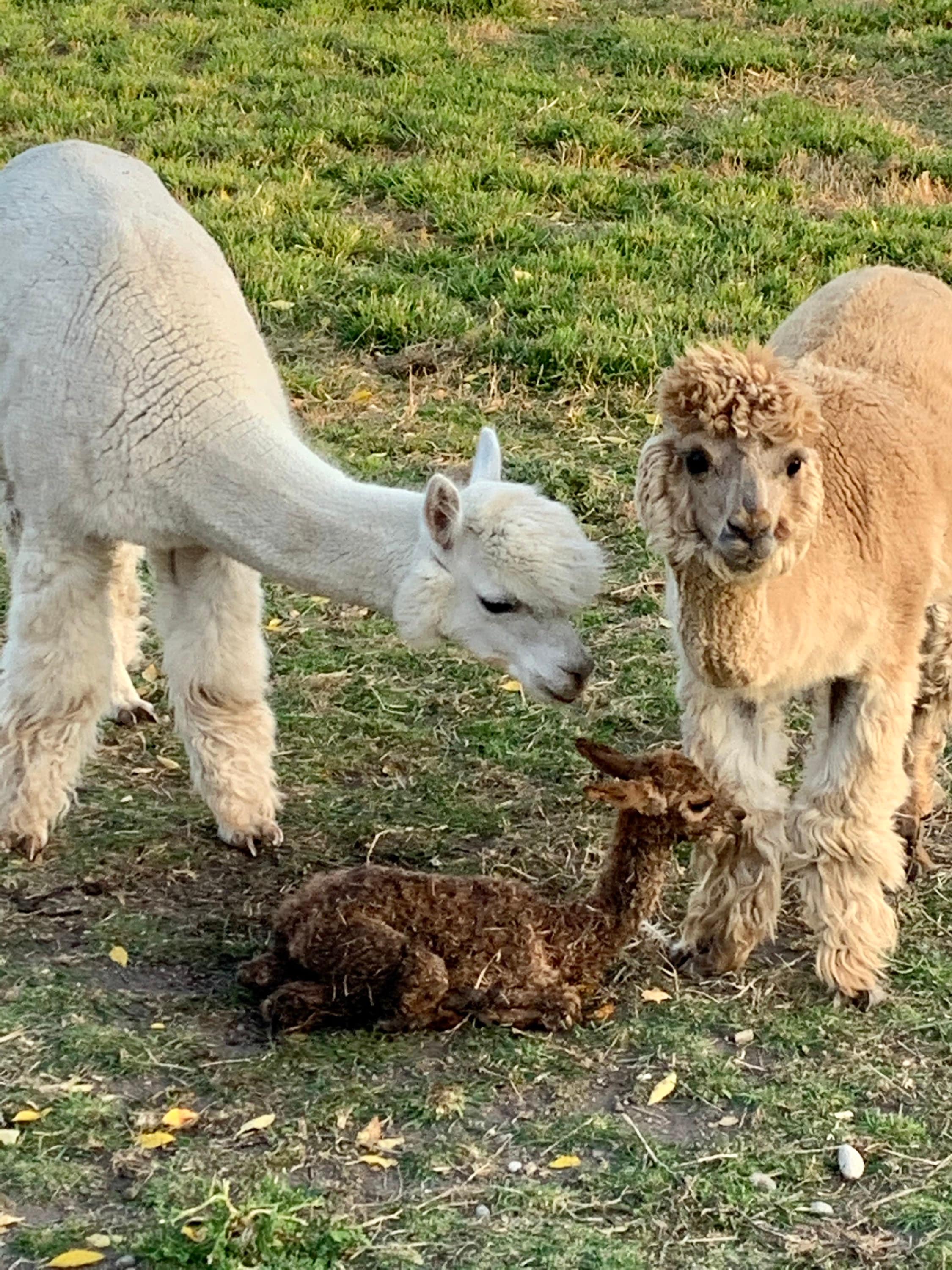100% Alpaca Roving / White / All Natural / Product of the USA / Alpacas ...