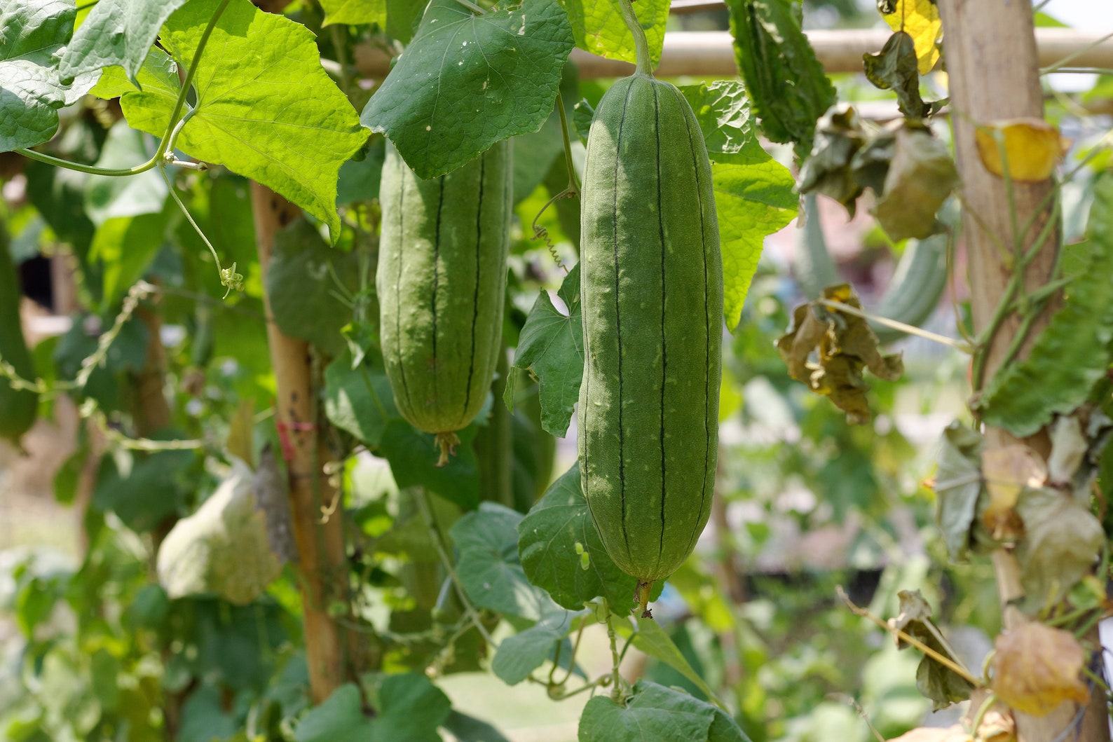 Natural Egyptian Loofah Luffa Bath Sponge Loofah Body | Etsy