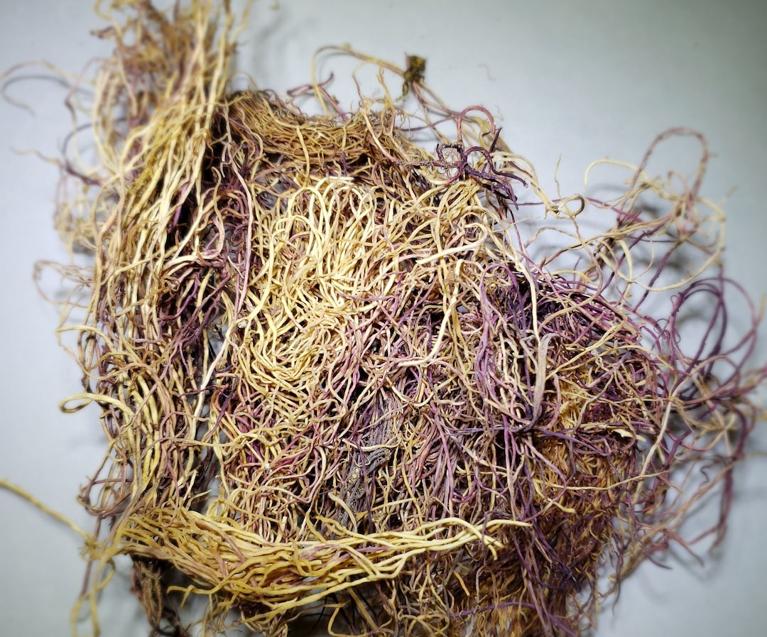 Sebian Sea Moss ( Chondrus Crispus ) - Etsy