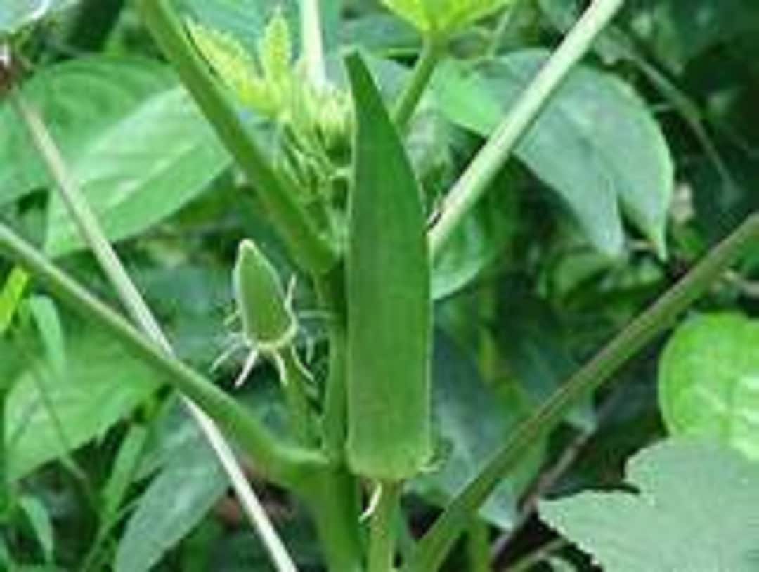 Okra Capsules - Etsy