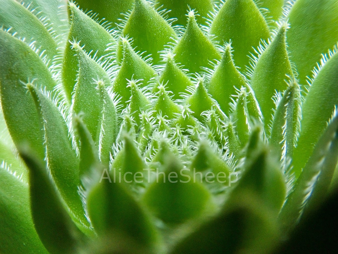 Succulent Macro Photo - Etsy