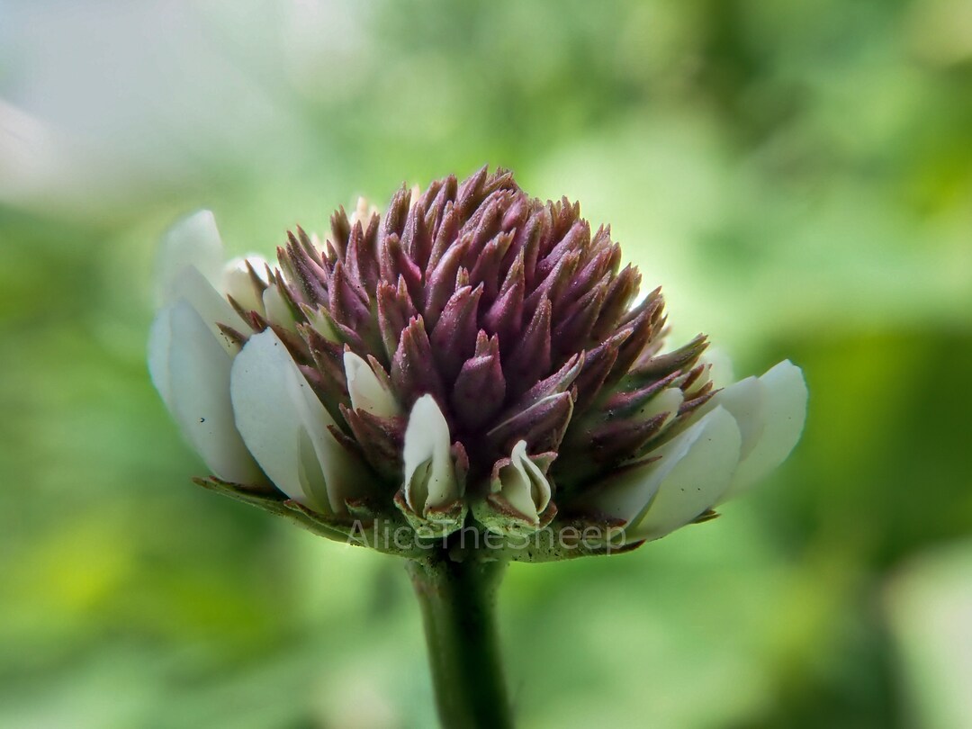 Clover Flower Macro Photo - Etsy