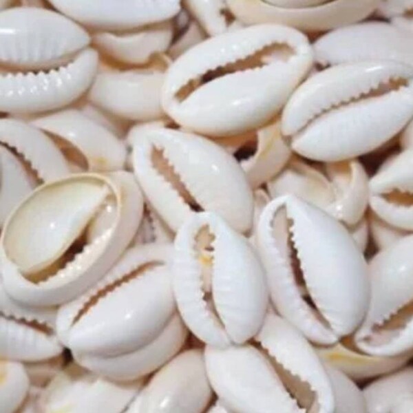 Cowrie Shells - Etsy