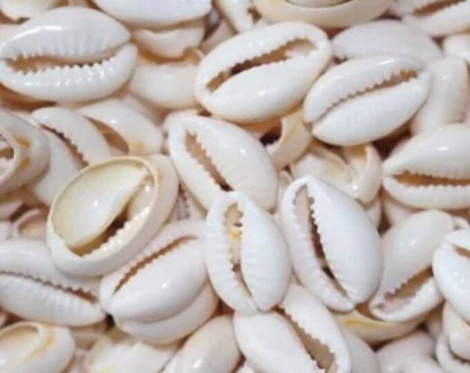 Set of 2 TROCHUS FERREIRAI Top Shells-very Unique for Crafts - Etsy