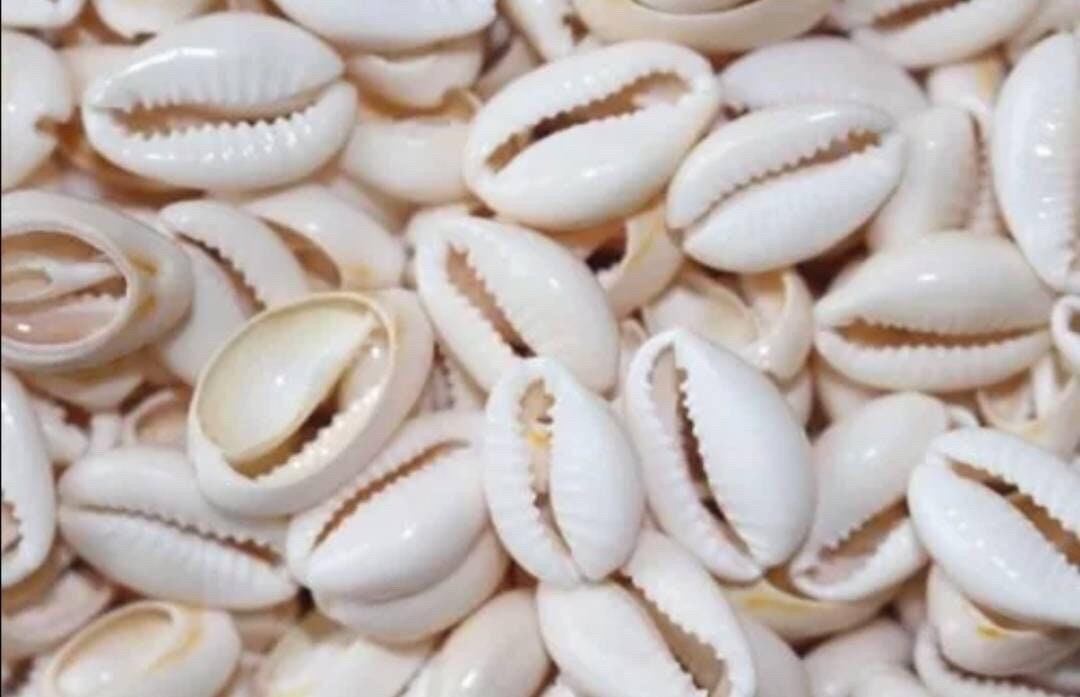 10/25/50/100 Small Cowrie Shells - Etsy