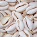 10/25/50/100 Small Cowrie Shells - Etsy