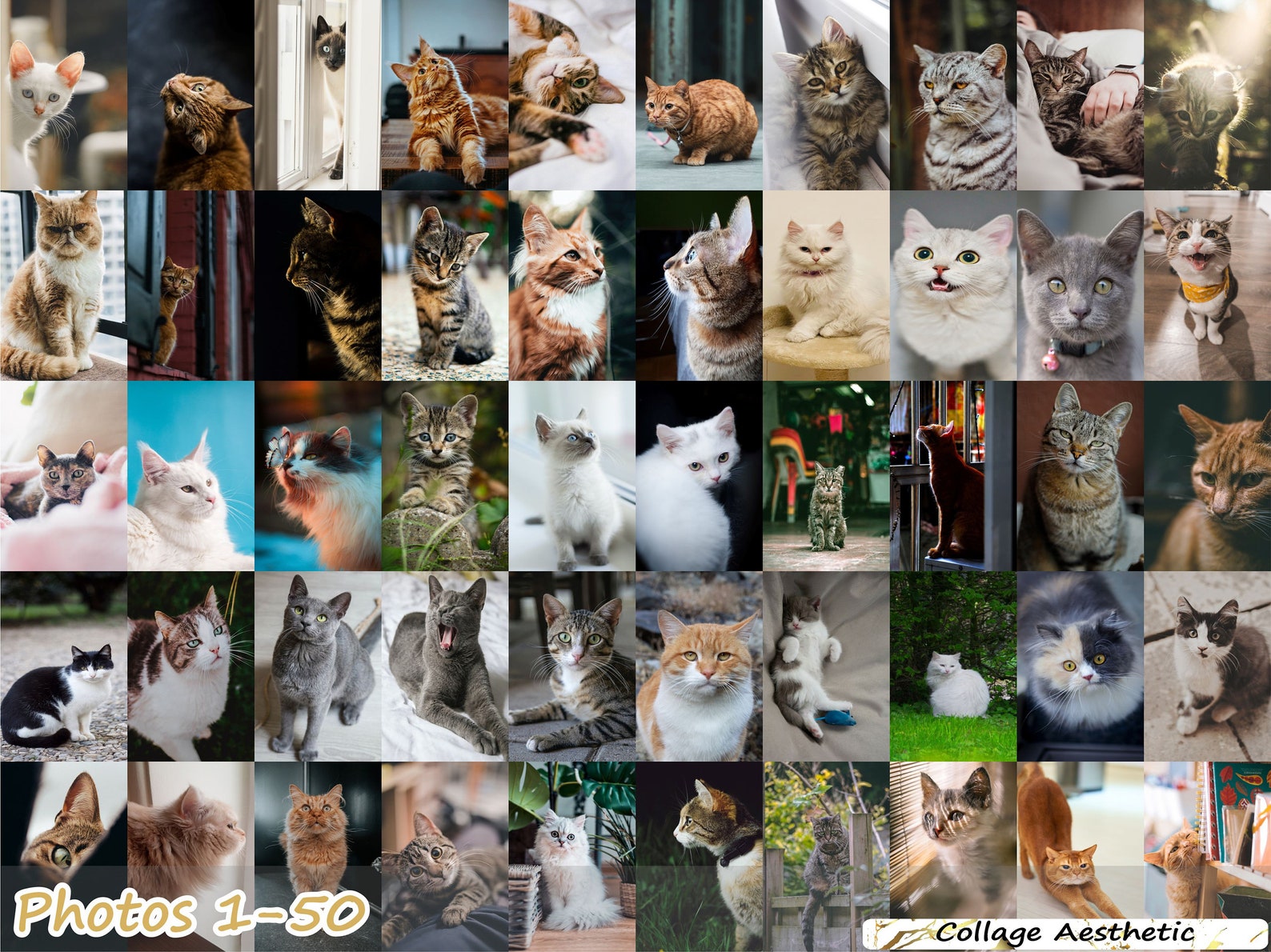 Cat Aesthetic Wall Collage Kit 150 PCS Boujee Room Decor | Etsy