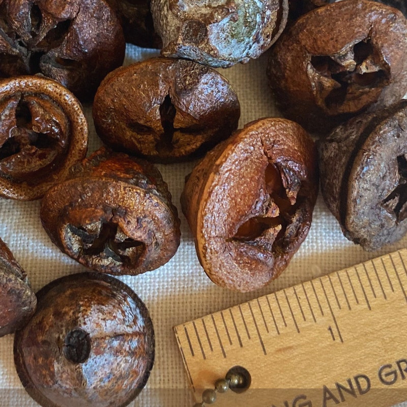 Dried Seed Pods - Etsy