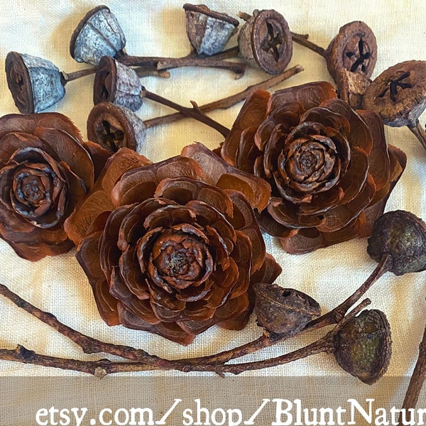 Dried Seed Pods - Etsy