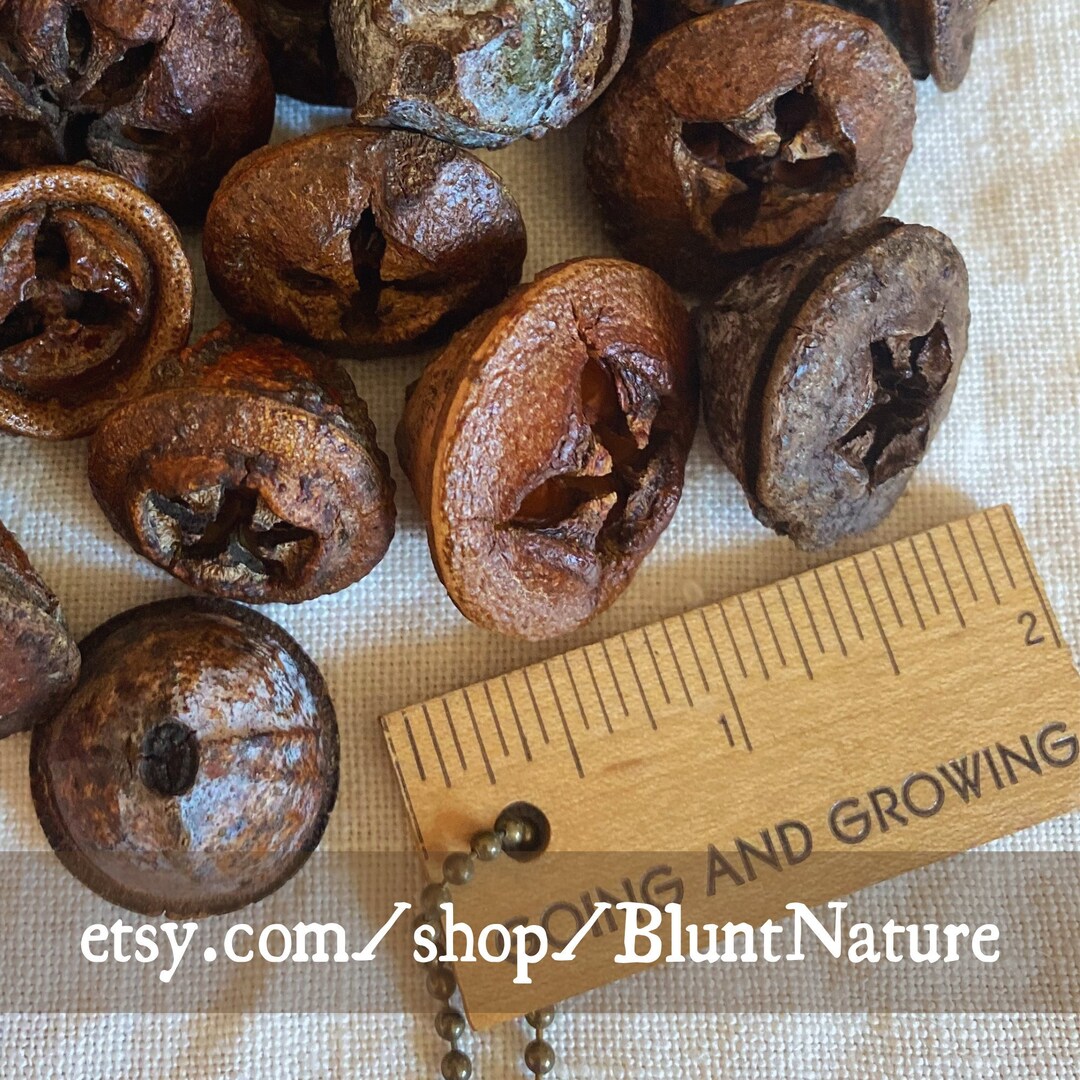 Eclectic Seed Pods Mix ~ Dried Eucalyptus Pods ~ Quick Shipping From ...