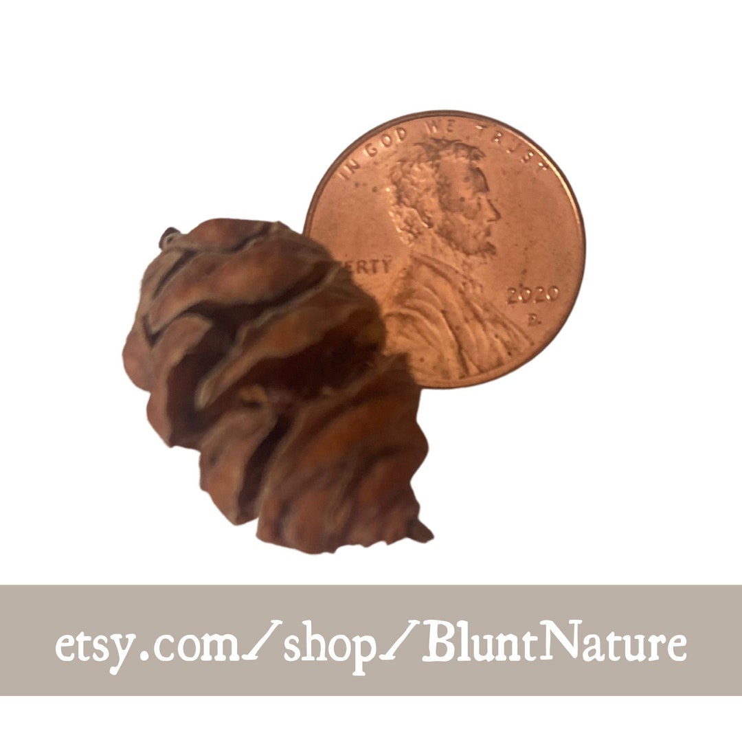 Mini Pine Cones, 50 1 Heaping Cup, From California Quick Shipping - Etsy
