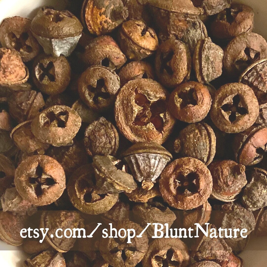 Cross Seed Pods, Mixed Sizes, 50 per Set Bulk Eucalyptus Pods Quick ...