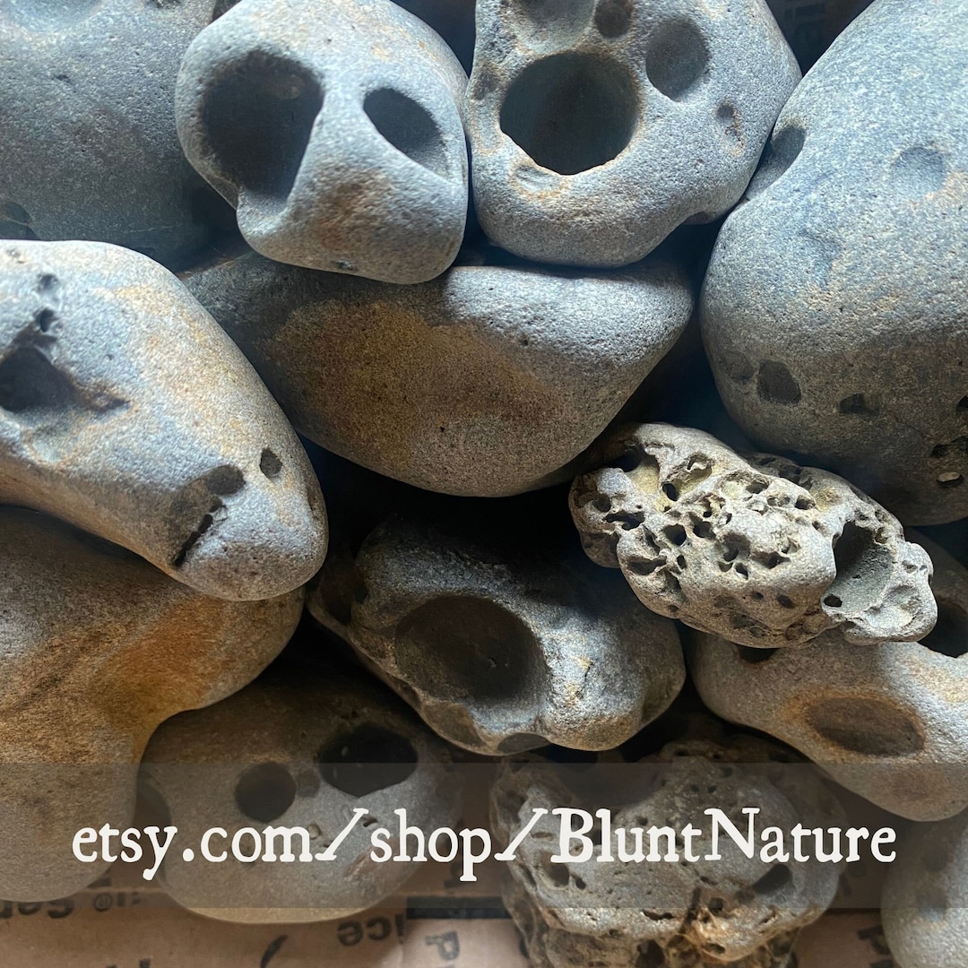 Bulk Holey Rocks Collection, 10+ Pounds for Terrarium or Garden ...