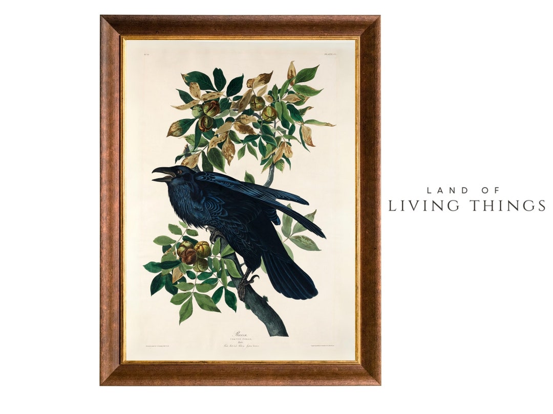 Vintage Raven Art, Vintage Etching, Print - Etsy