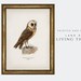Barn Owl Vintage Print, Lithograph - Etsy
