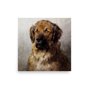 Leonberger Drawing, in Print, "head of a Leonberger" - Etsy