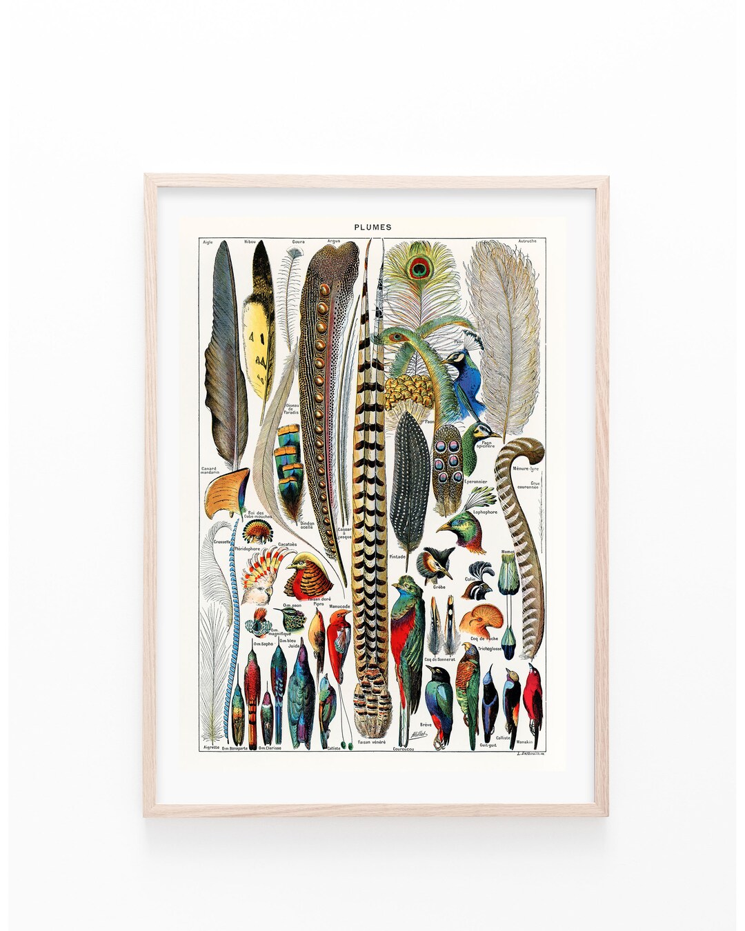 Vintage Feather Illustration Matte Print Wall Art - Etsy