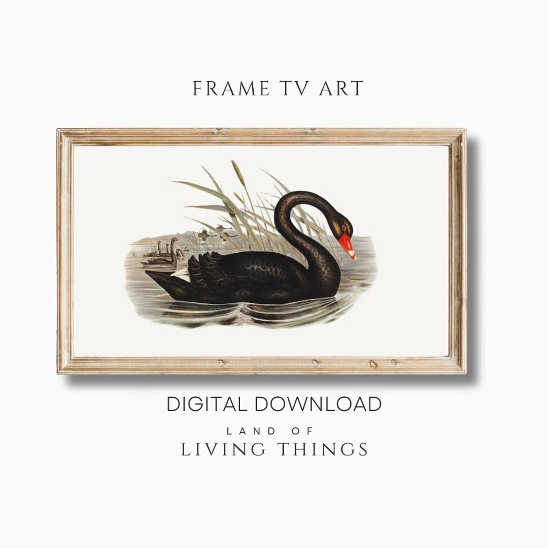 Black Swan Art for Frame TV, Digital Download, Swan Art, Vintage Art ...