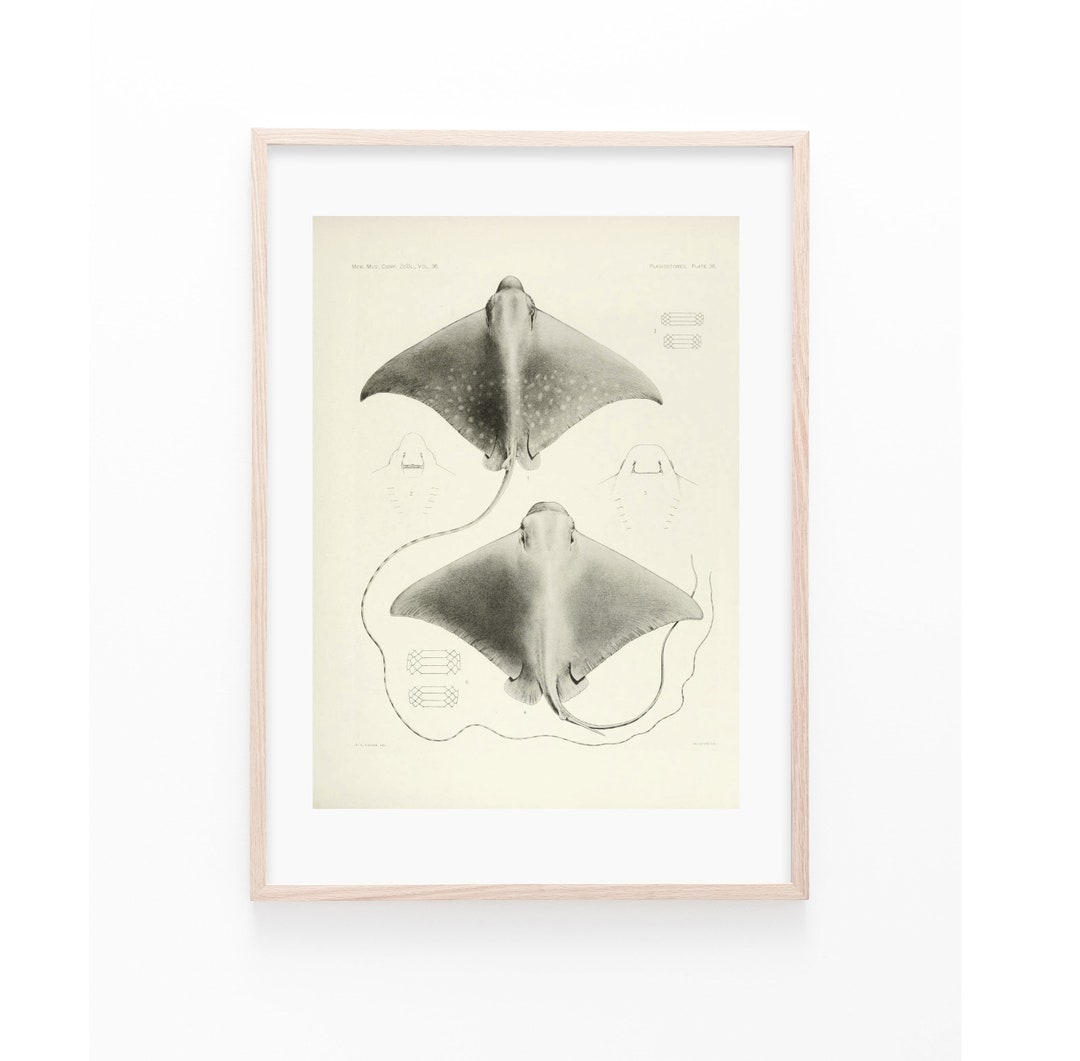 Vintage Stingray Illustration| Print| Wall Art| Vintage Illustration - Etsy