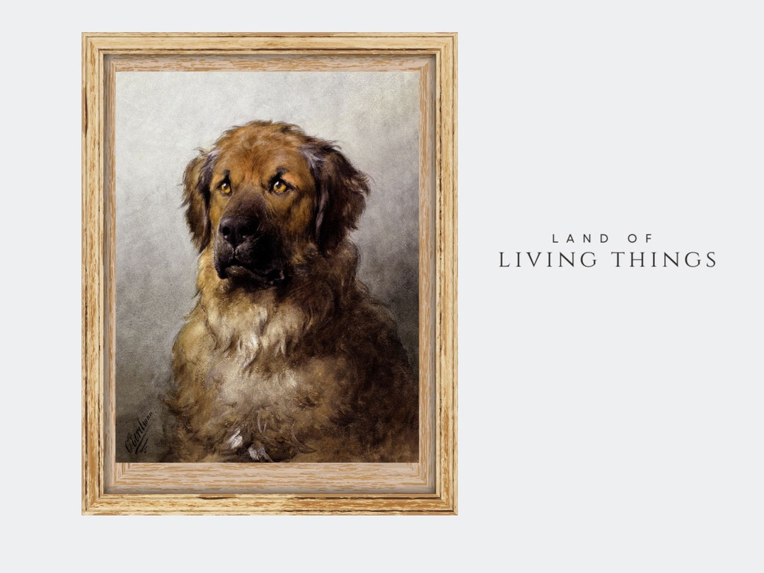 Leonberger Drawing, in Print, "head of a Leonberger" - Etsy