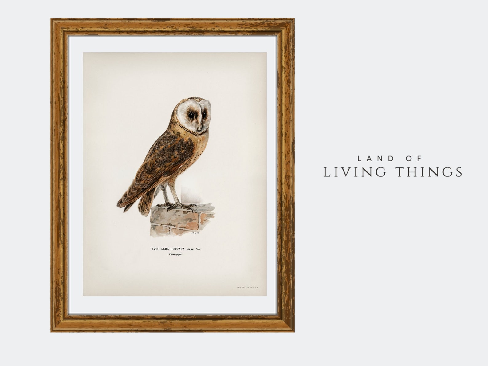 Barn Owl Vintage Print, Lithograph - Etsy