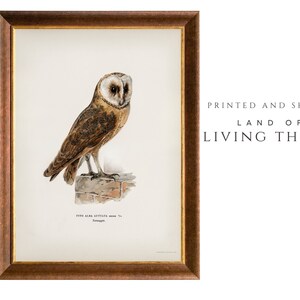 Barn Owl Vintage Print, Lithograph - Etsy