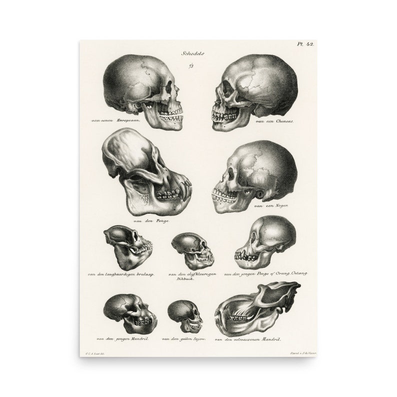 Human Monkey and Ape Skulls, Vintage Art, Lithograph Print - Etsy