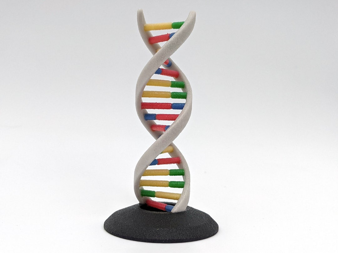 DNA Helix Desk Model Display Ornament 3D Printed Glossy Color Sandstone ...