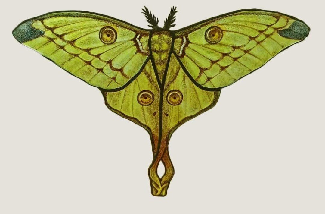 Luna Moth Stained Glass , Butterfly Stained Glass, Art Glass, Fused ...