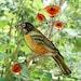 American Robin Window Hangings Stained Glass Bird Suncather Gift - Etsy