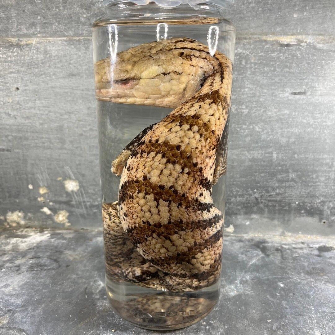 Wet Specimen of Reptile Preserved in Alcohol, Cabinet of Curiosities ...