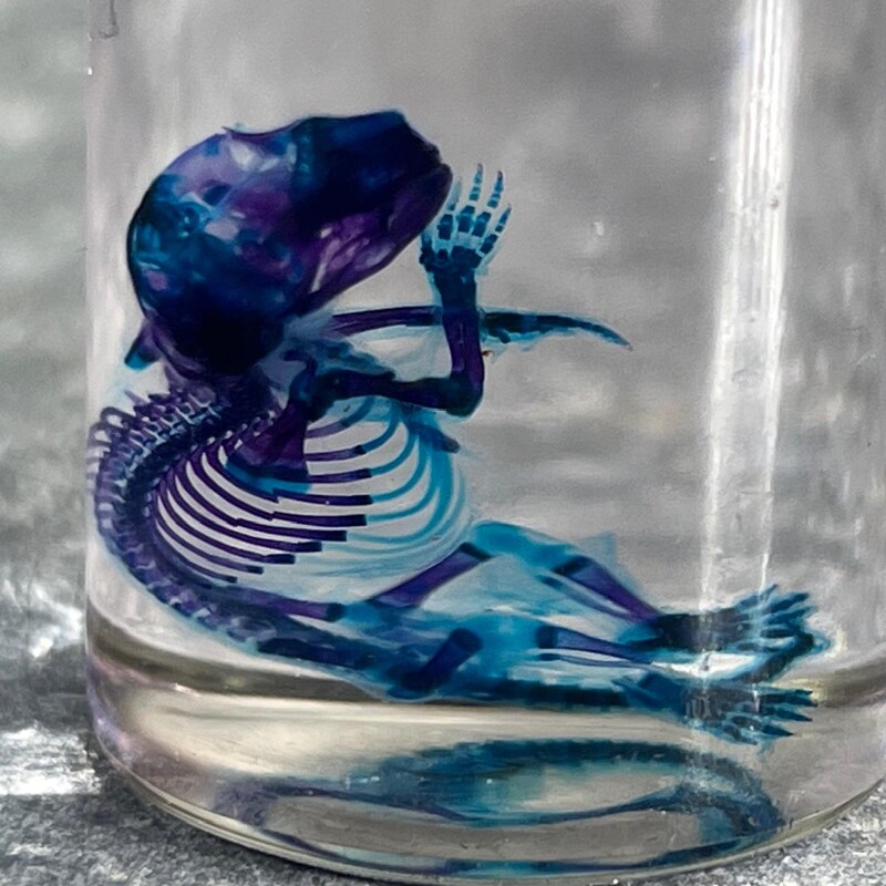 Diaphonization - Etsy