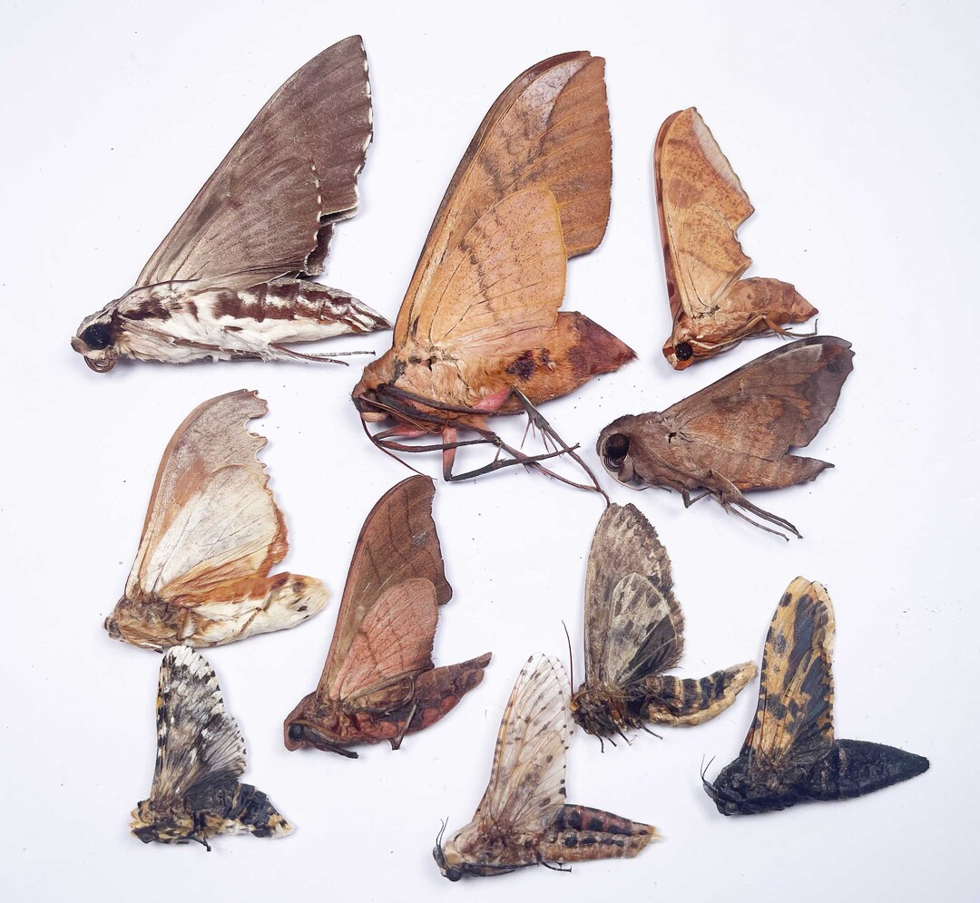 Ten (10) Mixed Moths , A1/A1- . Sent Papered-requires Setting for Art ...
