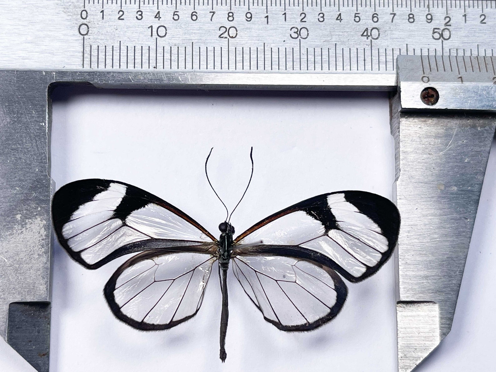 3 Greta Oto (glasswing Butterfly ) A1. Wing Span 40-45mm. Sent Papered ...