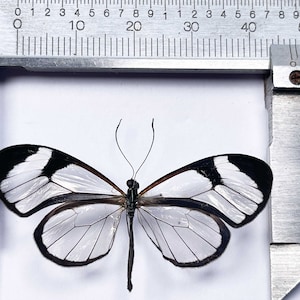 3 Greta Oto (glasswing Butterfly ) A1. Wing Span 40-45mm. Sent Papered ...