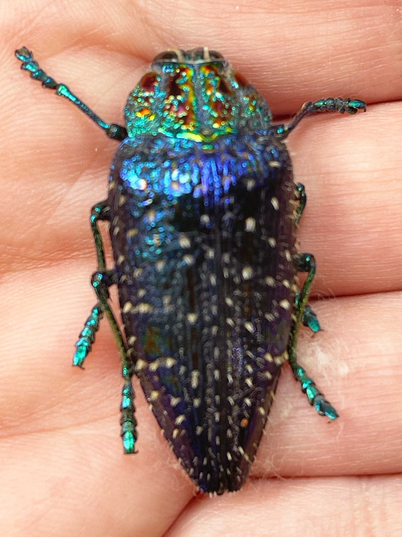 Ten (10) Polybothris Sumptuosa Gemma- the Blue Rainbow Beetle. L 30 ...
