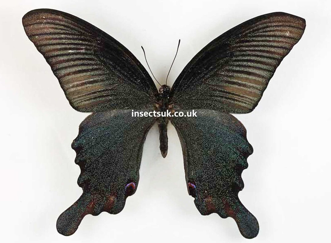A Pack of 2 Papilio Dialis. A1 Requires Setting for Taxidermy Art. - Etsy