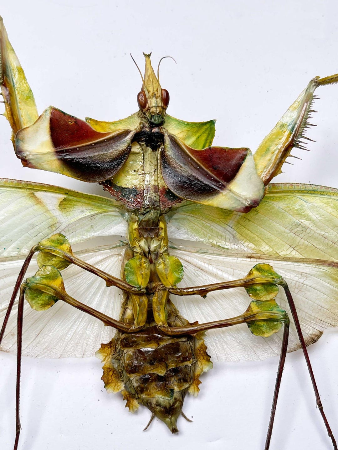 An Idolomantis Diabolica ( Devils Flower Preying Mantis) .wing Span ...